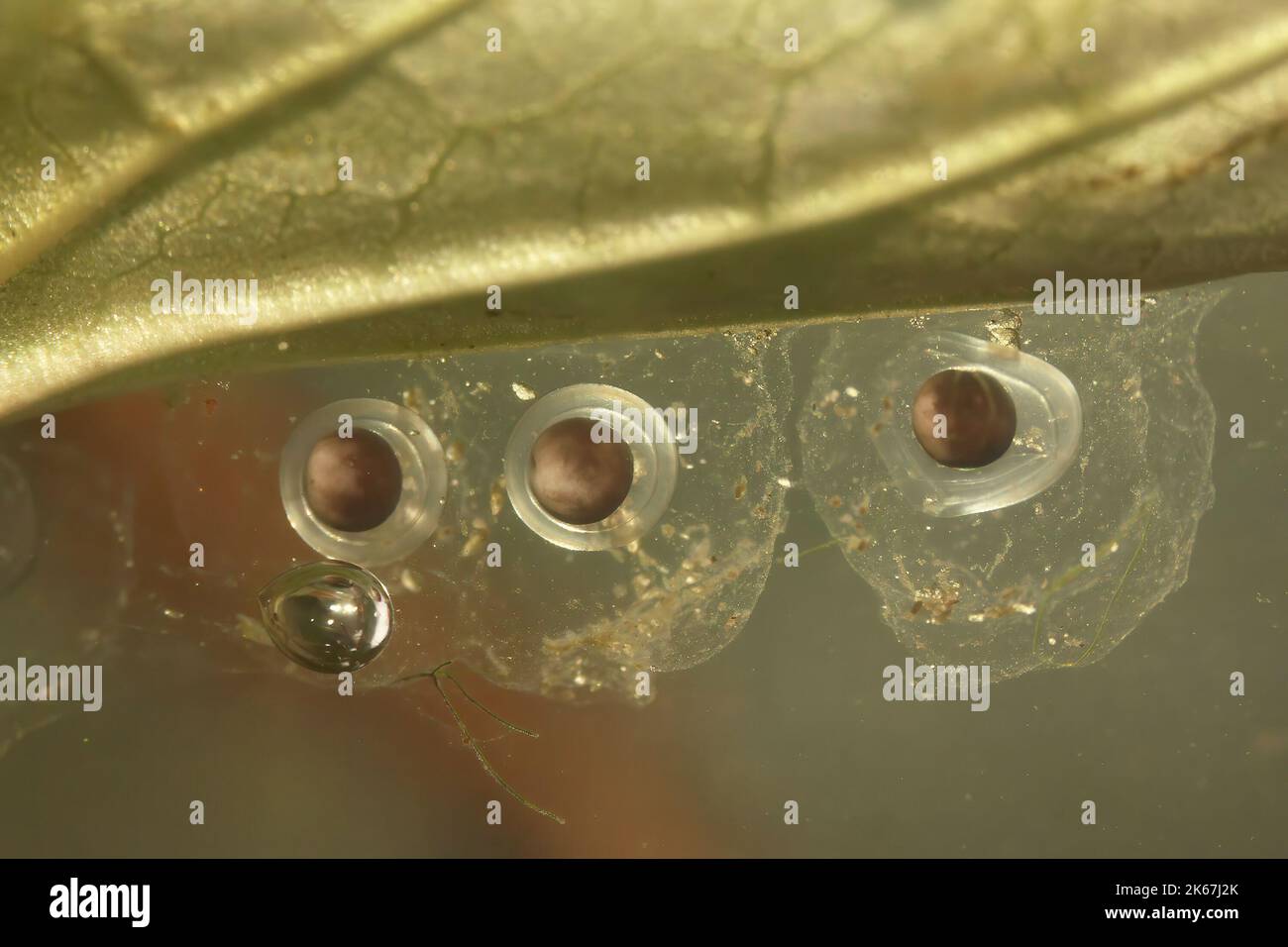 Underwater closeup on 3 fertilized eggs of the Westcoast longtoed ...