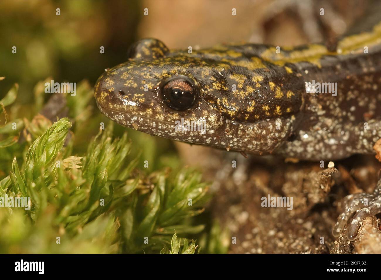 Closeup on a colorful Pacific Westcoast green longtoed salamander ...