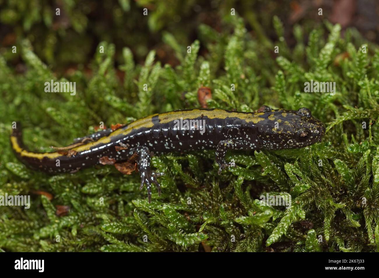 Closeup on a colorful Pacific Westcoast green longtoed salamander ...