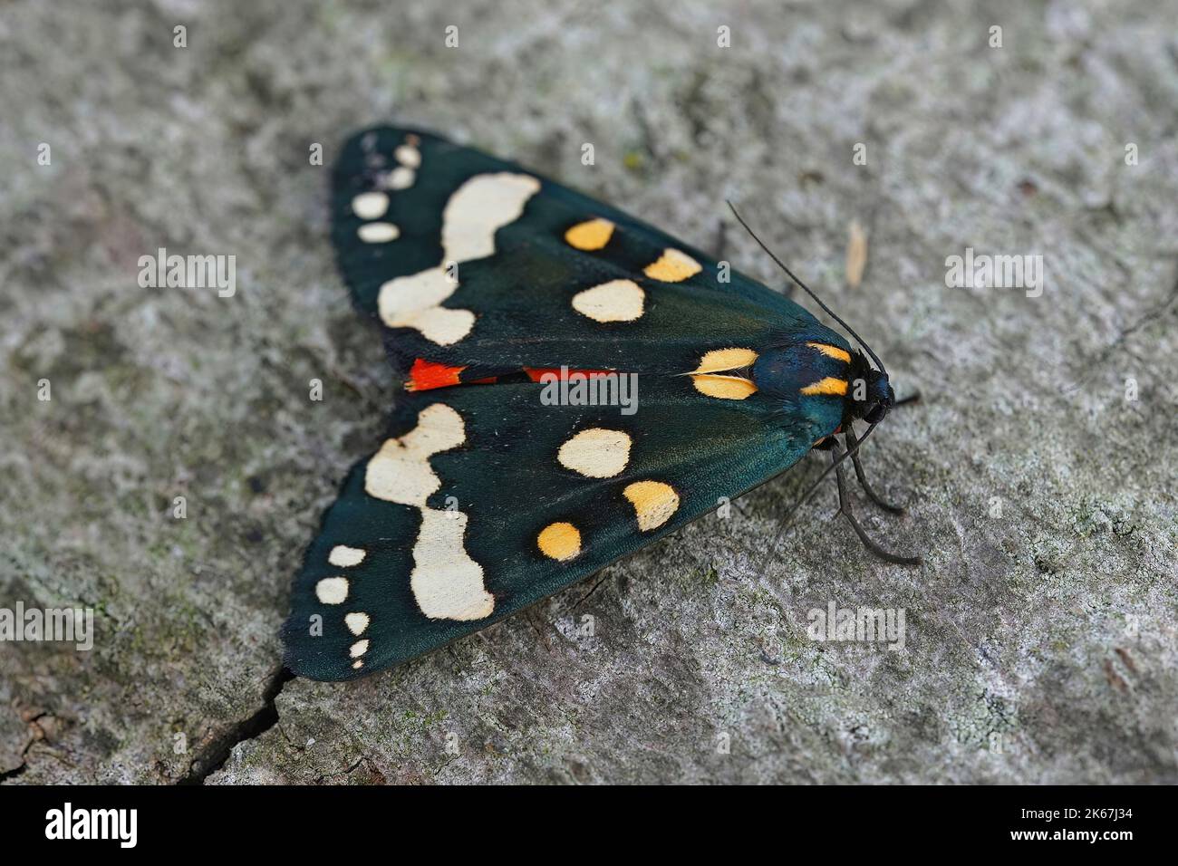 Closeup on the metallic blue, colorful , Scarlet tiger moth Callimorpha ...