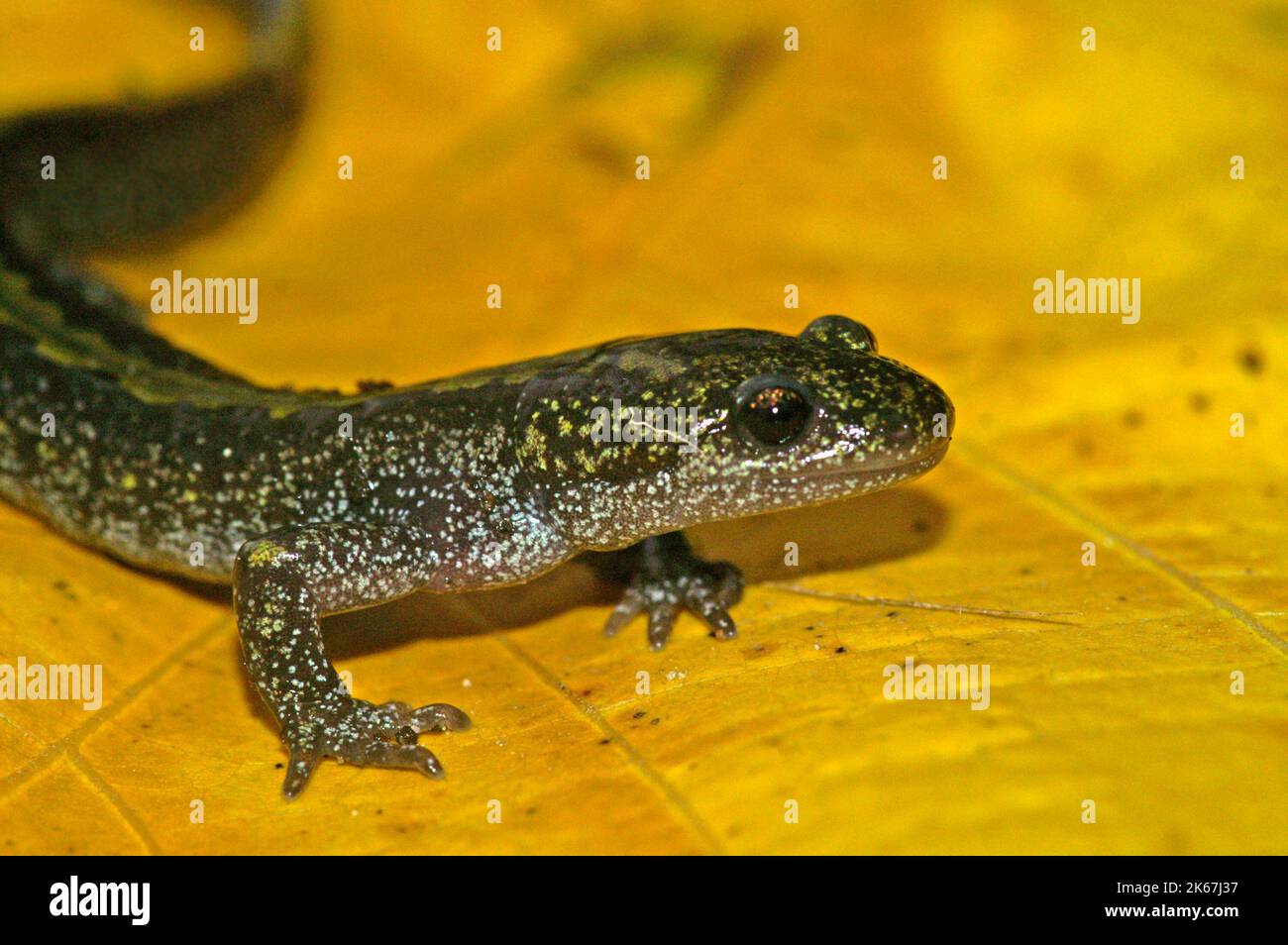 Closeup on a colorful Pacific Westcoast green longtoed salamander ...