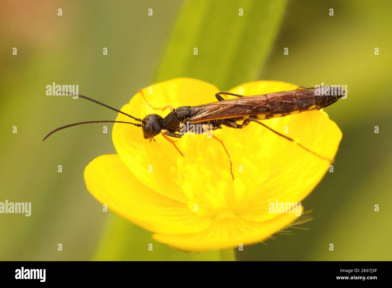 Closeup on a small plant parasitre wasp, Cephus nigrinus sitting on a ...