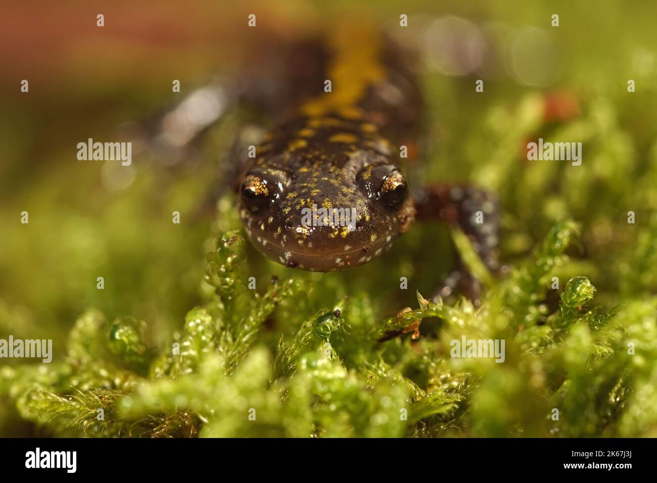 Closeup on a colorful Pacific Westcoast green longtoed salamander ...