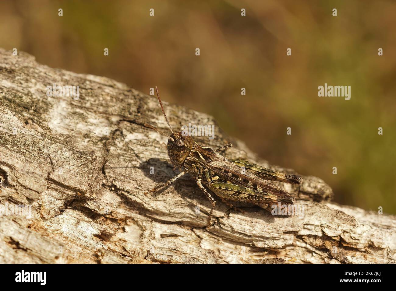 Mottled grasshopper closeup hi-res stock photography and images - Alamy
