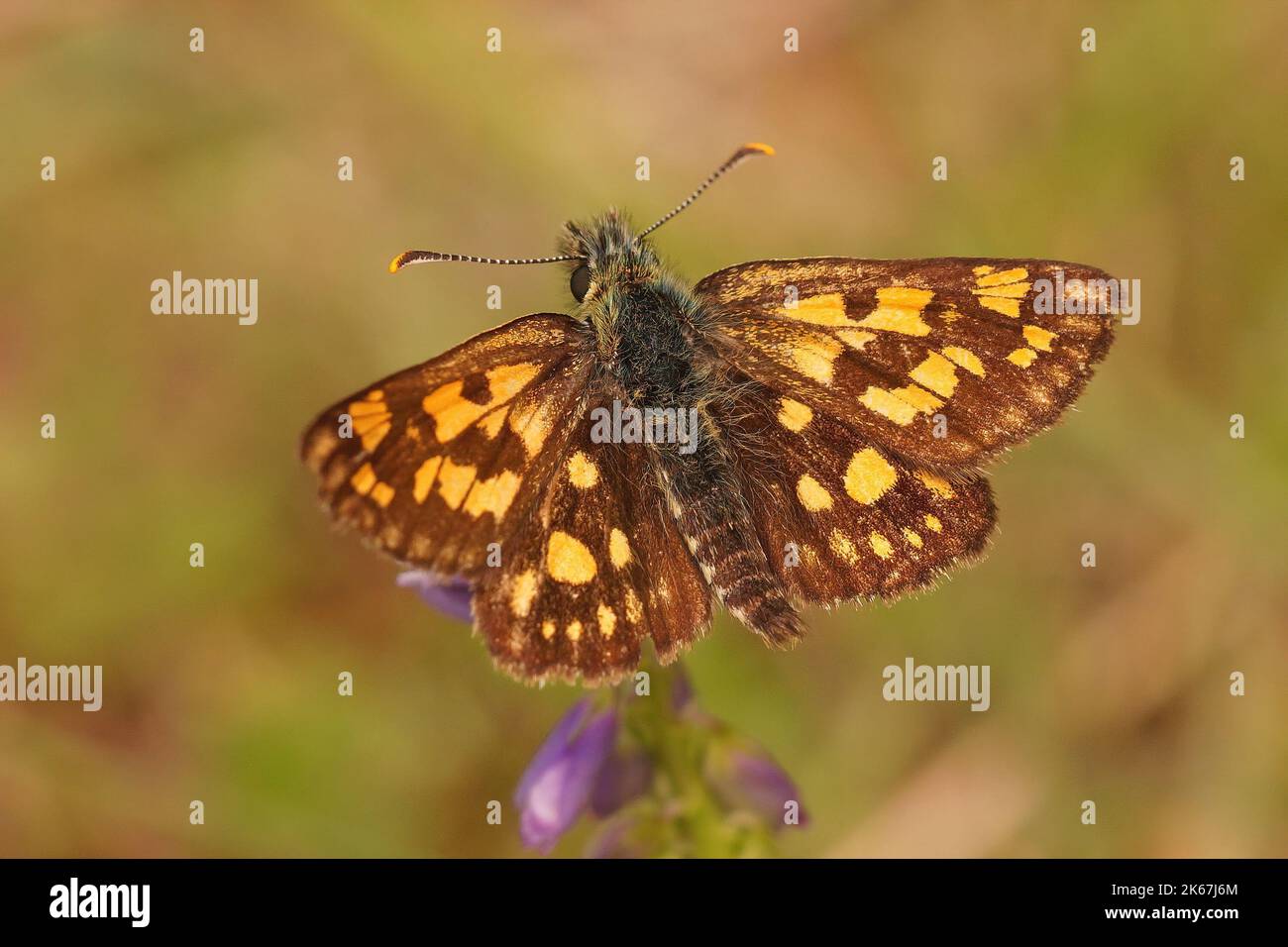 Closeup on the rare Chequered skipper, Carterocephalus palaemon sitting ...
