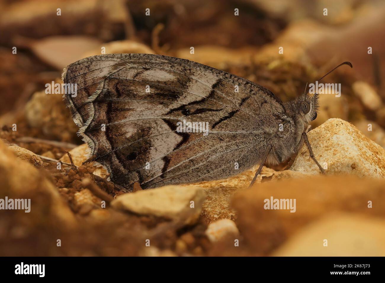 Striped grayling butterflies hi-res stock photography and images - Alamy