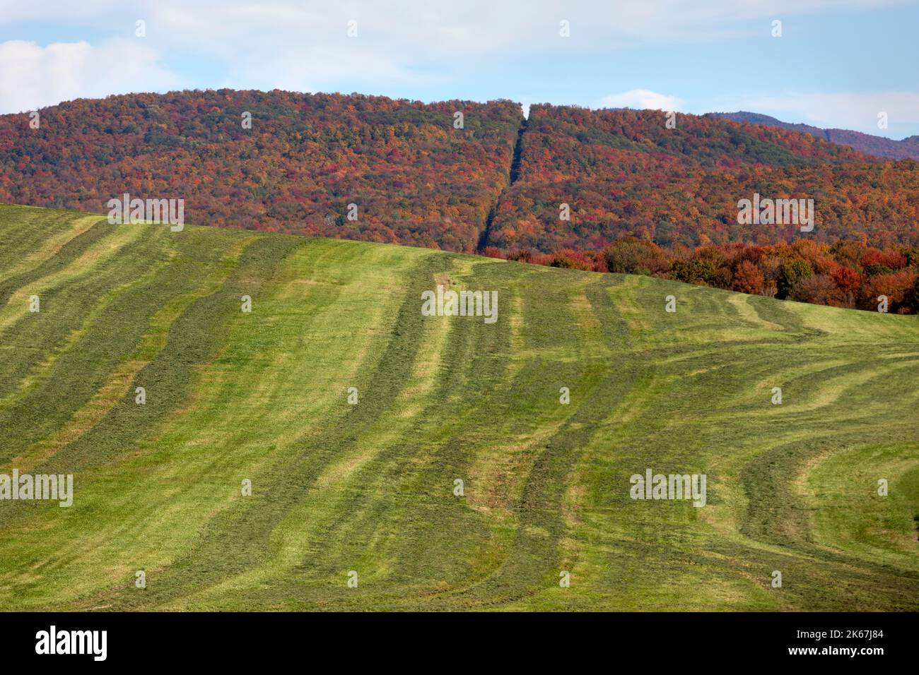 U.S Canada international border cut into hillside, fall foliage ...
