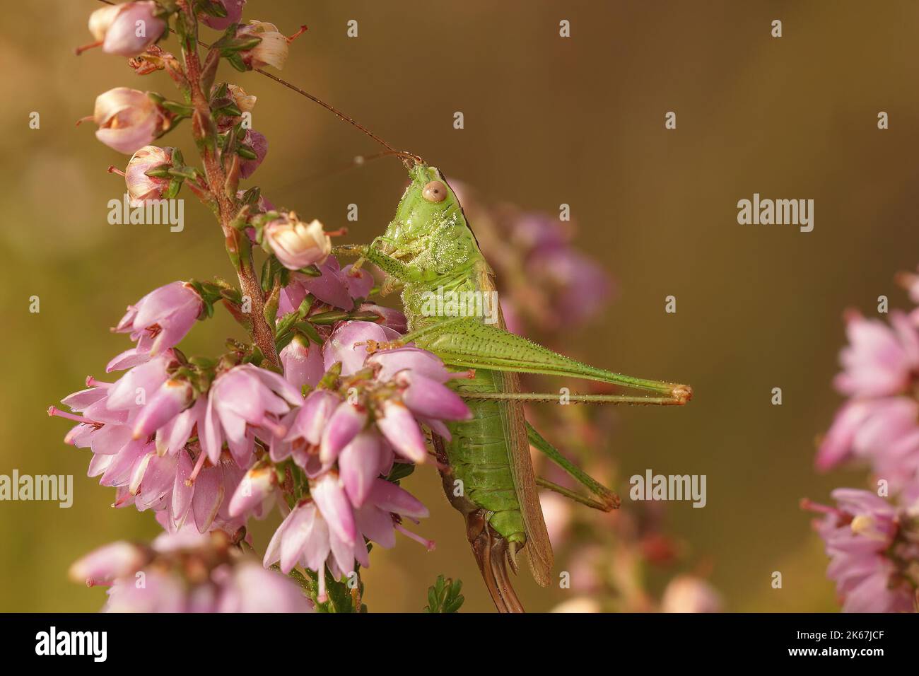 Detailed closeup on the European long winged cone-head bush cricket ...