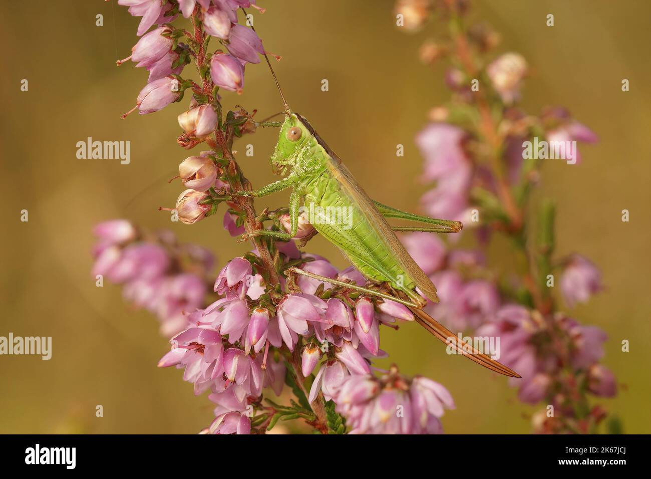 Detailed closeup on the European long winged cone-head bush cricket ...