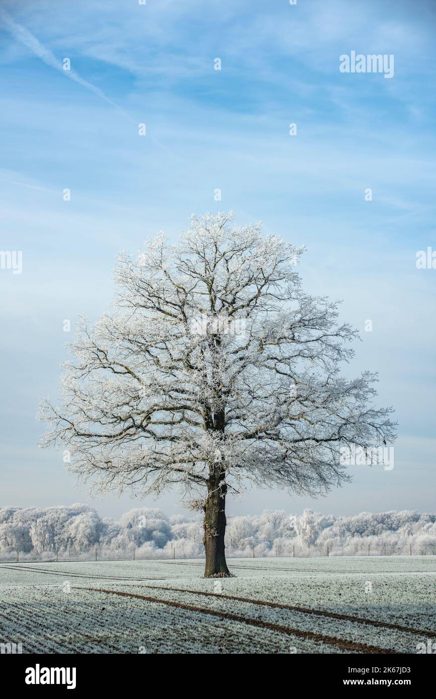 Baum im feld hi-res stock photography and images - Alamy