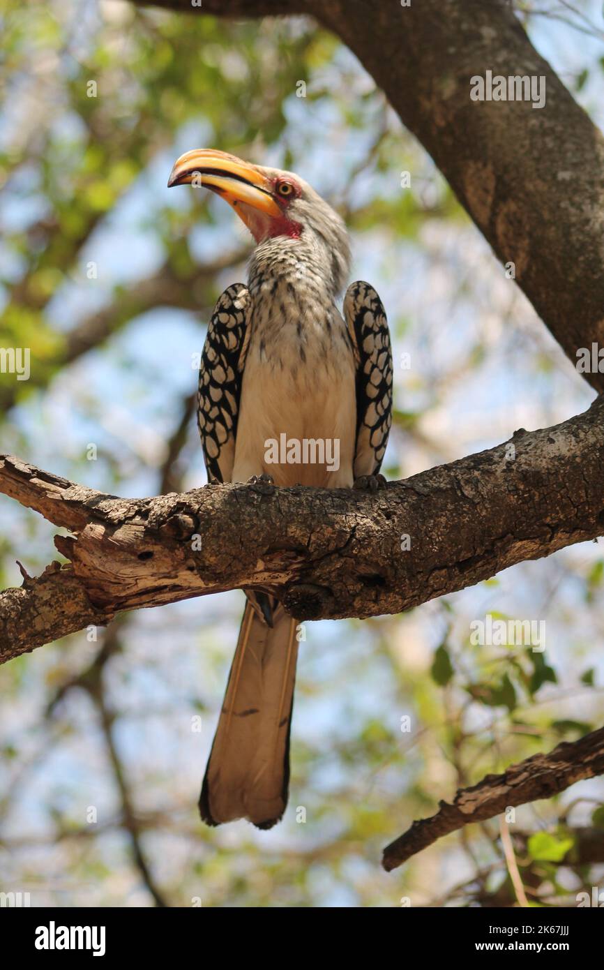 Yellow beek bird hi-res stock photography and images - Alamy