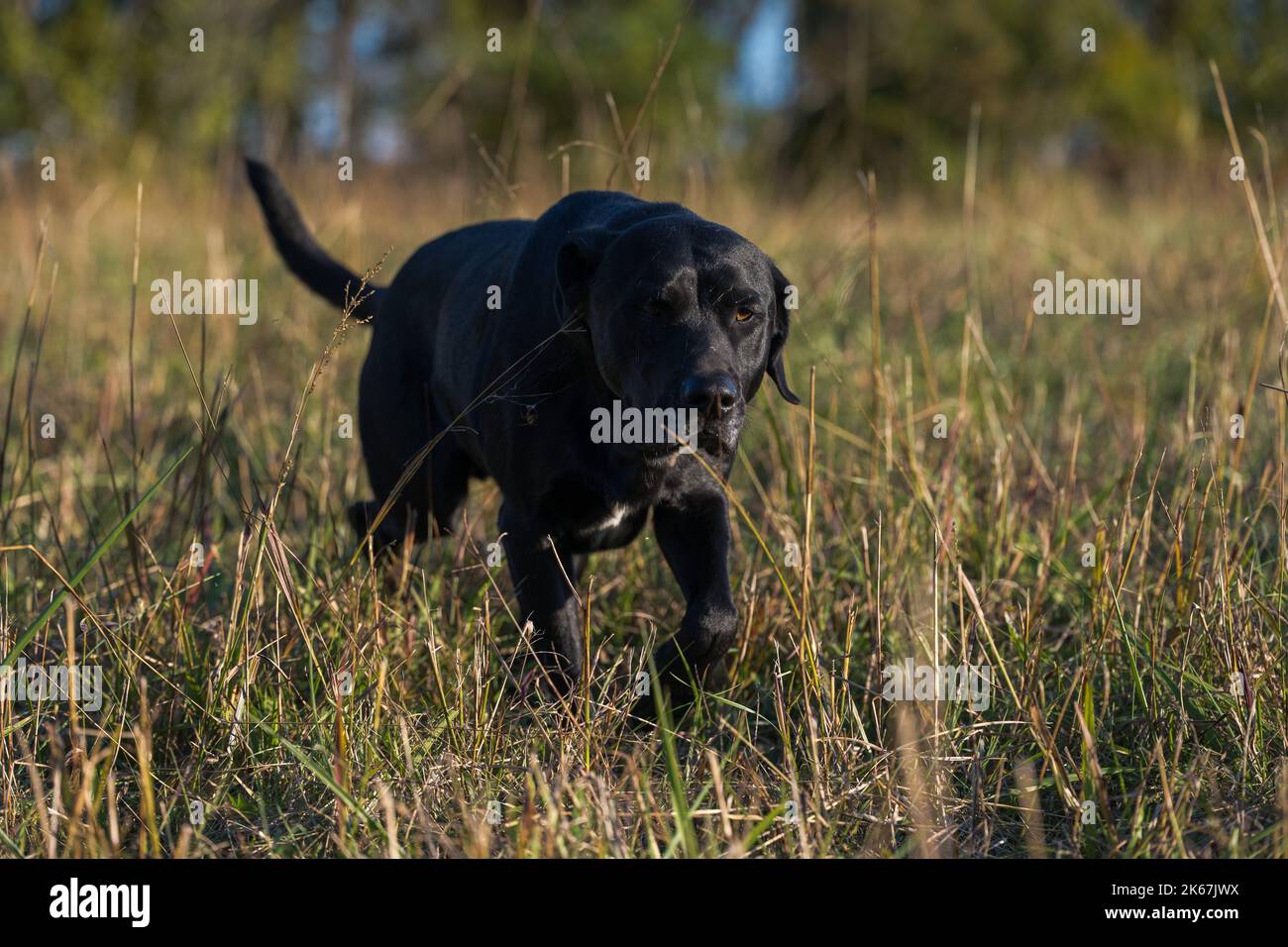 Black dog running through hi-res stock photography and images - Alamy