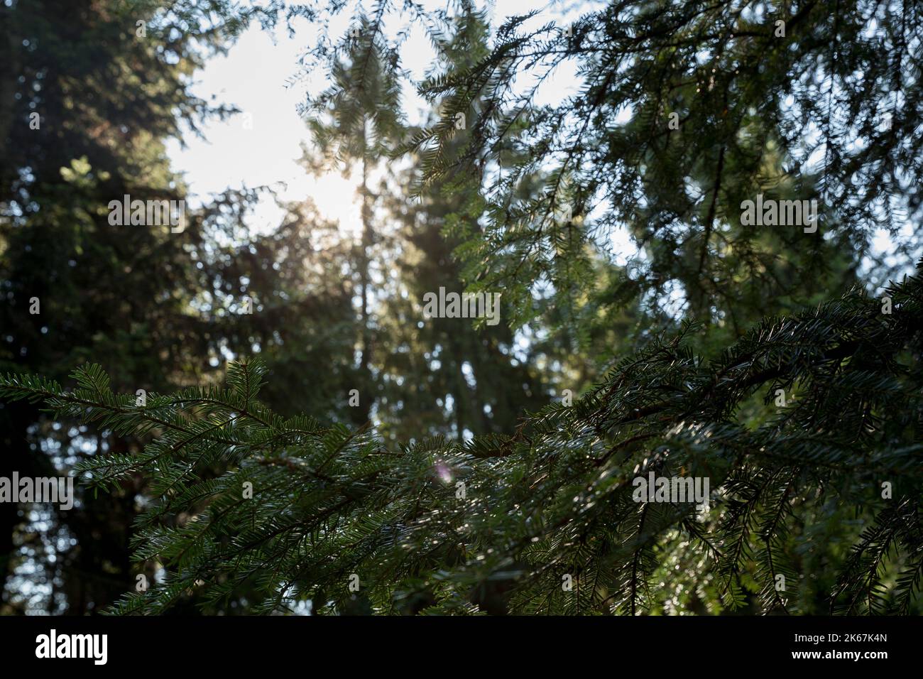 Silver fir forest abies alba hi-res stock photography and images - Alamy