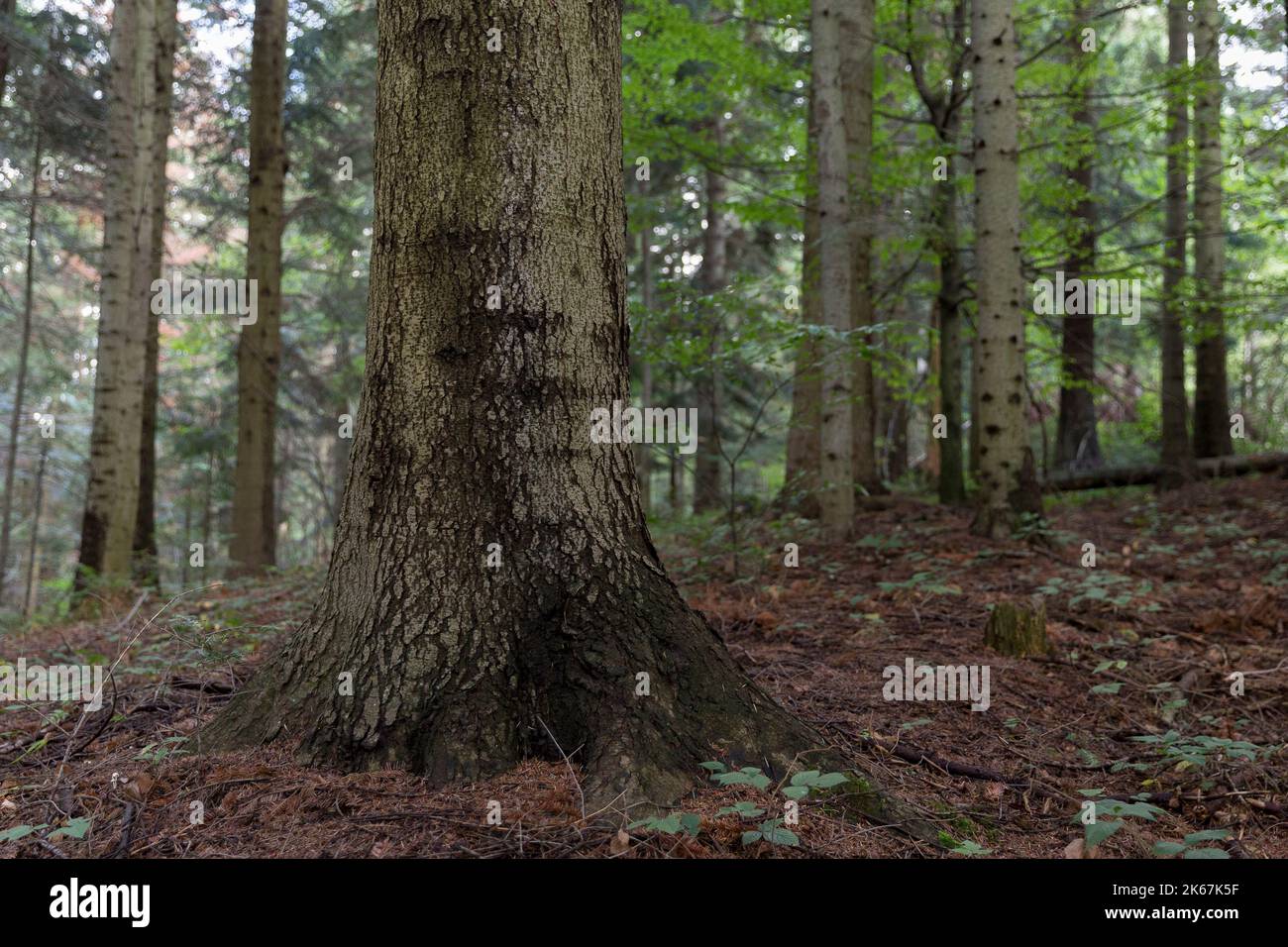 Abies alba, the European silver fir or silver fir is a fir native to ...