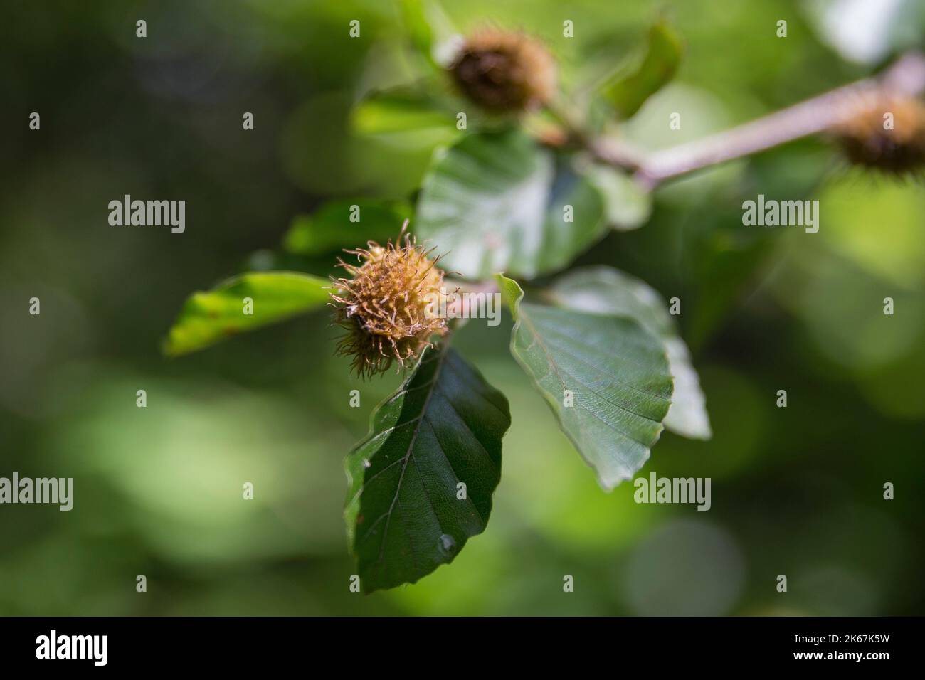 Beech nuts in the pod, beech (Fagus sylvatica). Beech branch with autumn leaves and fruits ...