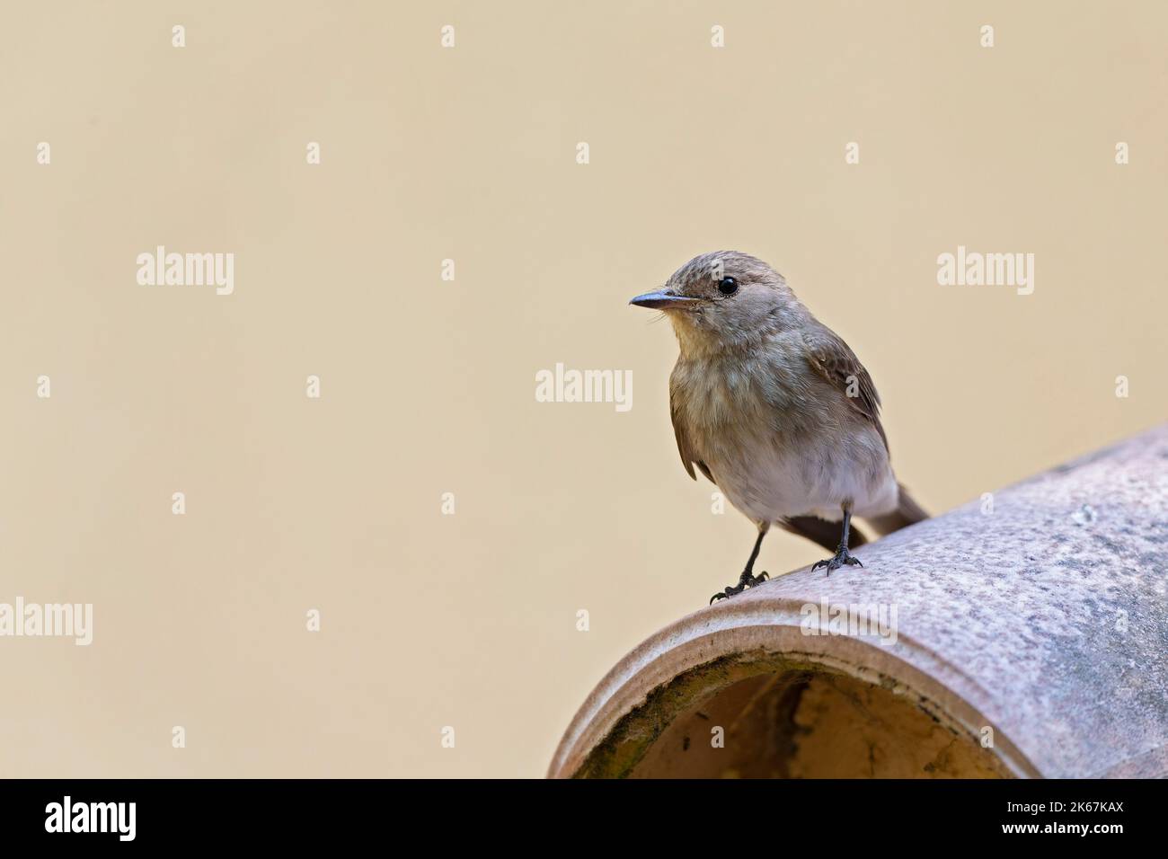Colorful mediterranean bird hi-res stock photography and images - Alamy