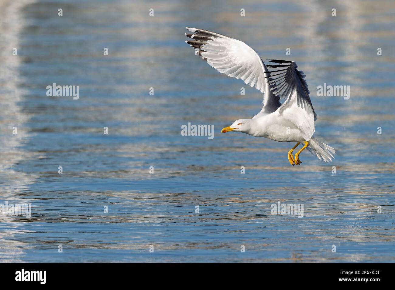 A yellow-legged gull (Larus michahellis) in flight in the city of Pula ...