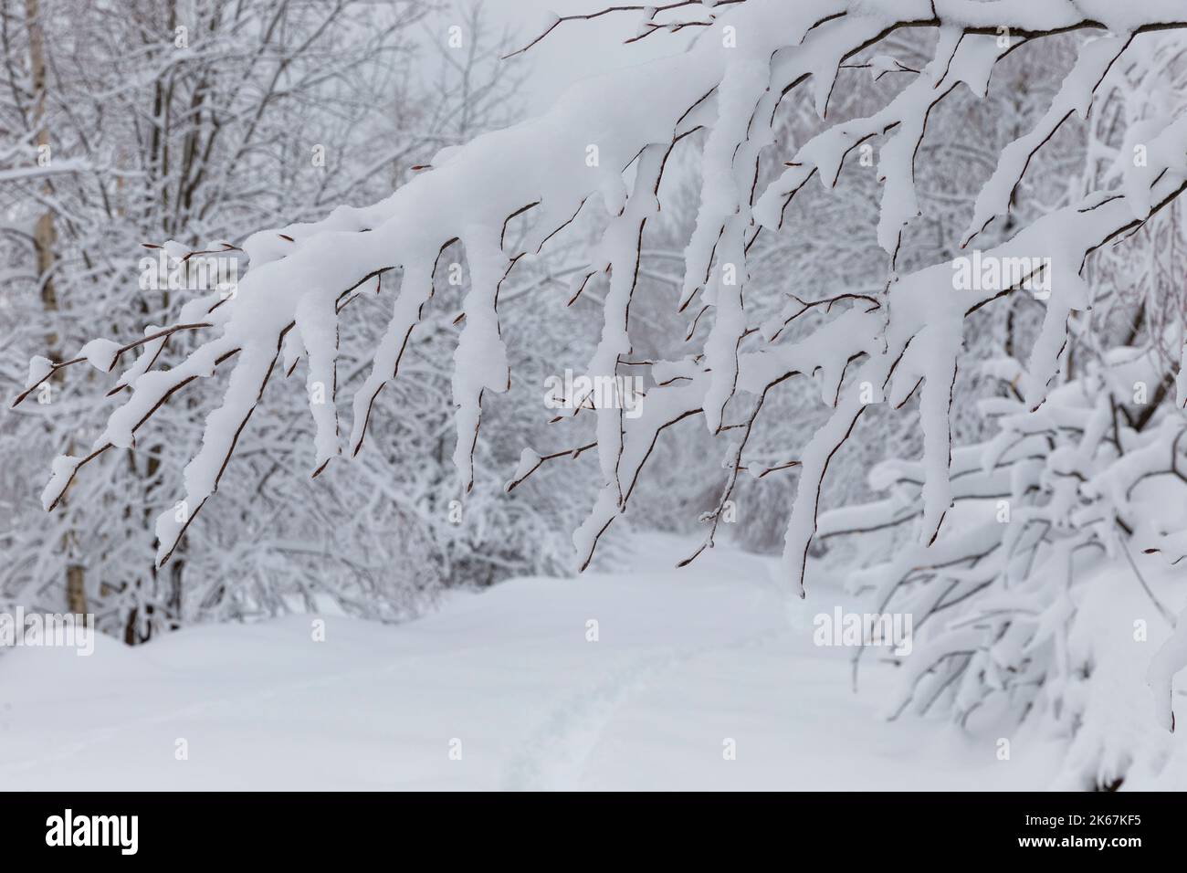 White fluffy snow on tree branches, natural winter backgrounds ...