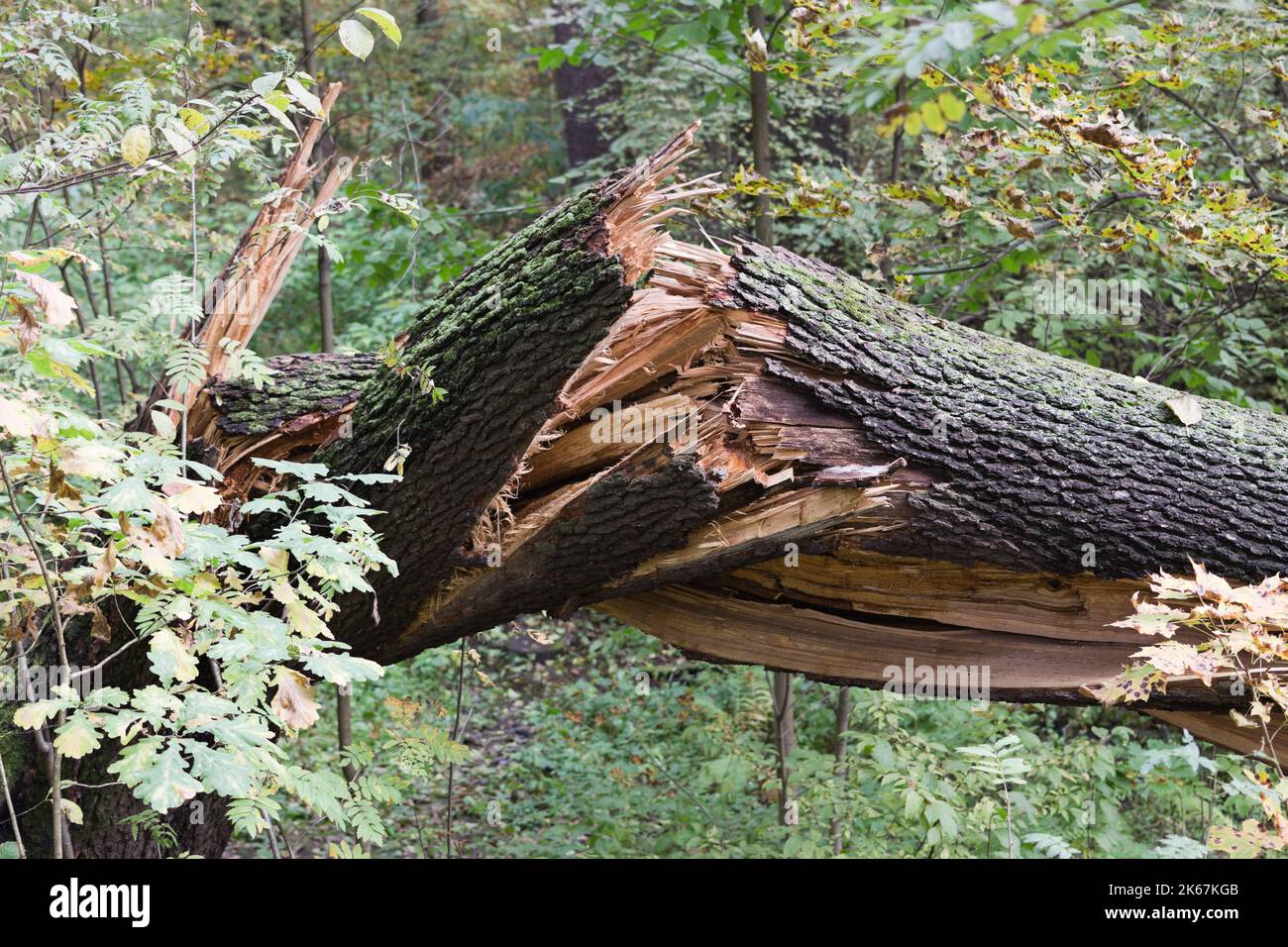 Broken tree in the forest hi-res stock photography and images - Alamy