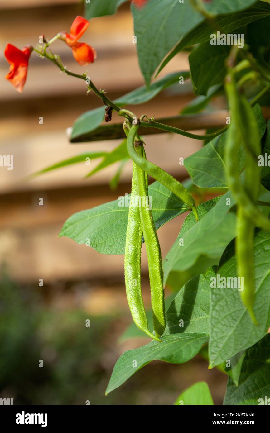 Runner beans leaves hi-res stock photography and images - Alamy