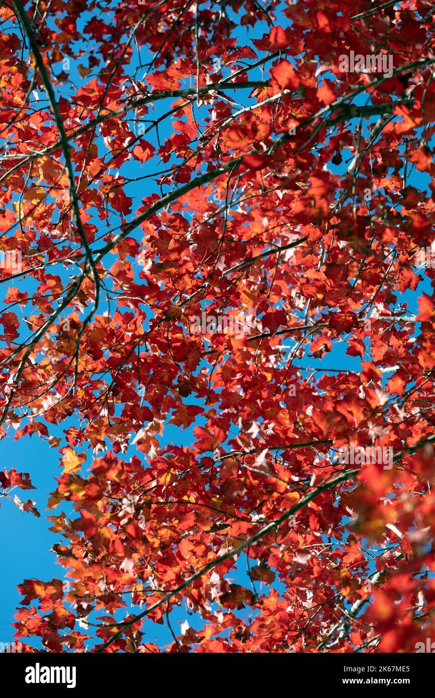 Fall foliage, brilliant red maple tree against blue sky Stock Photo - Alamy