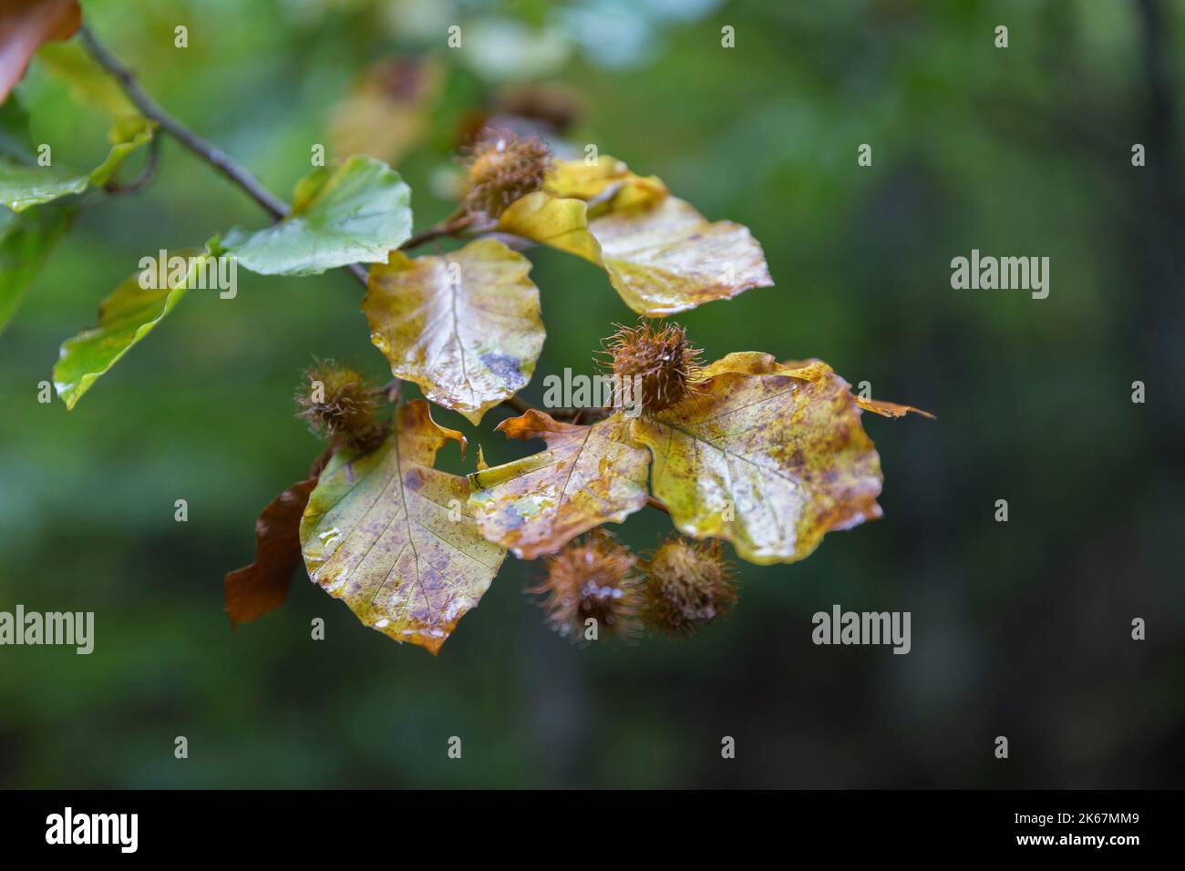 Beech nuts in the pod, beech (Fagus sylvatica). Beech branch with ...