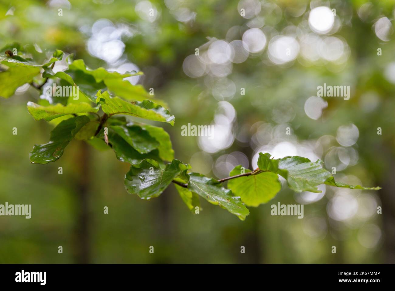 Beech nuts in the pod, beech (Fagus sylvatica). Beech branch with ...