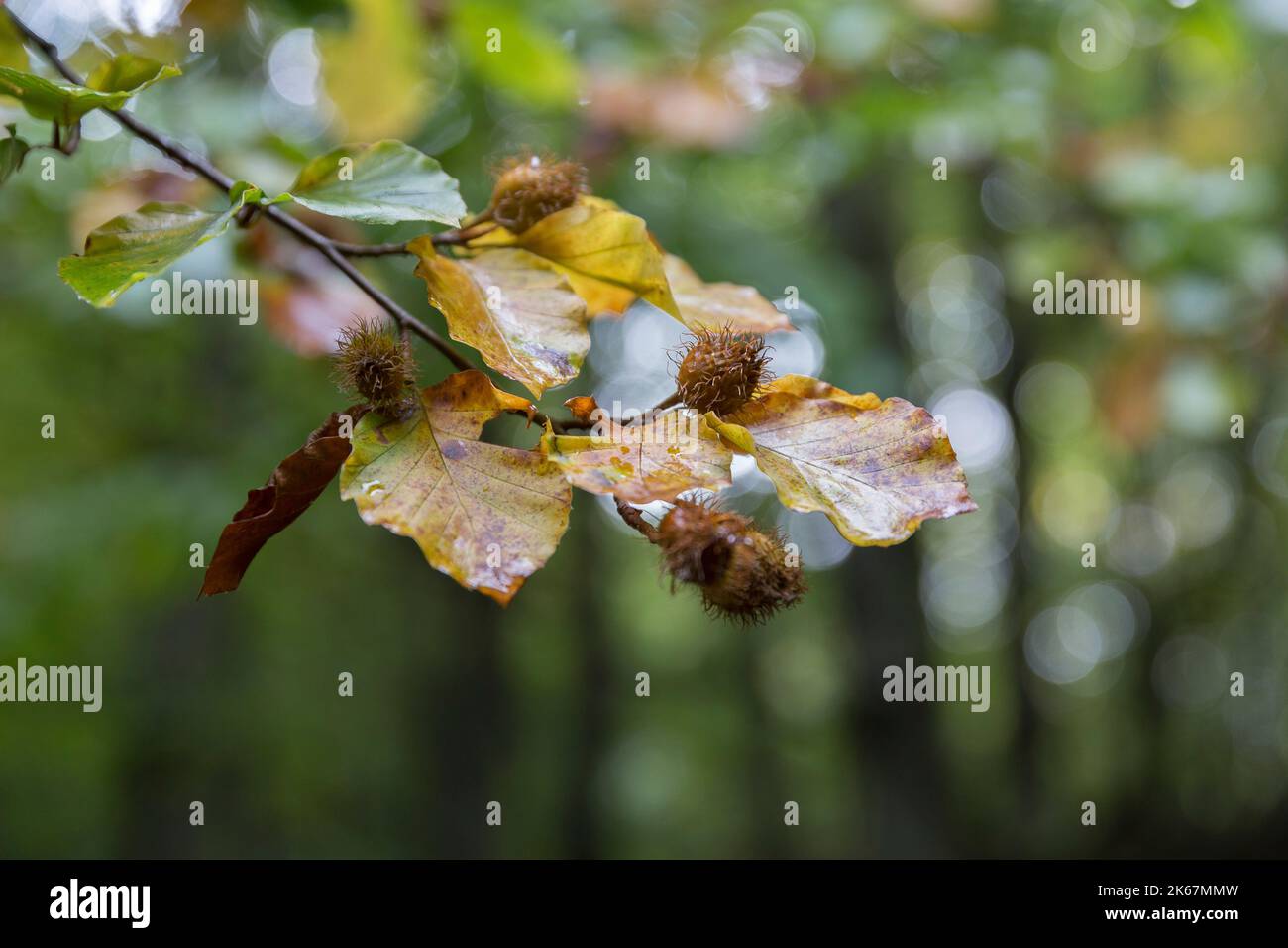 Beech nuts in the pod, beech (Fagus sylvatica). Beech branch with ...