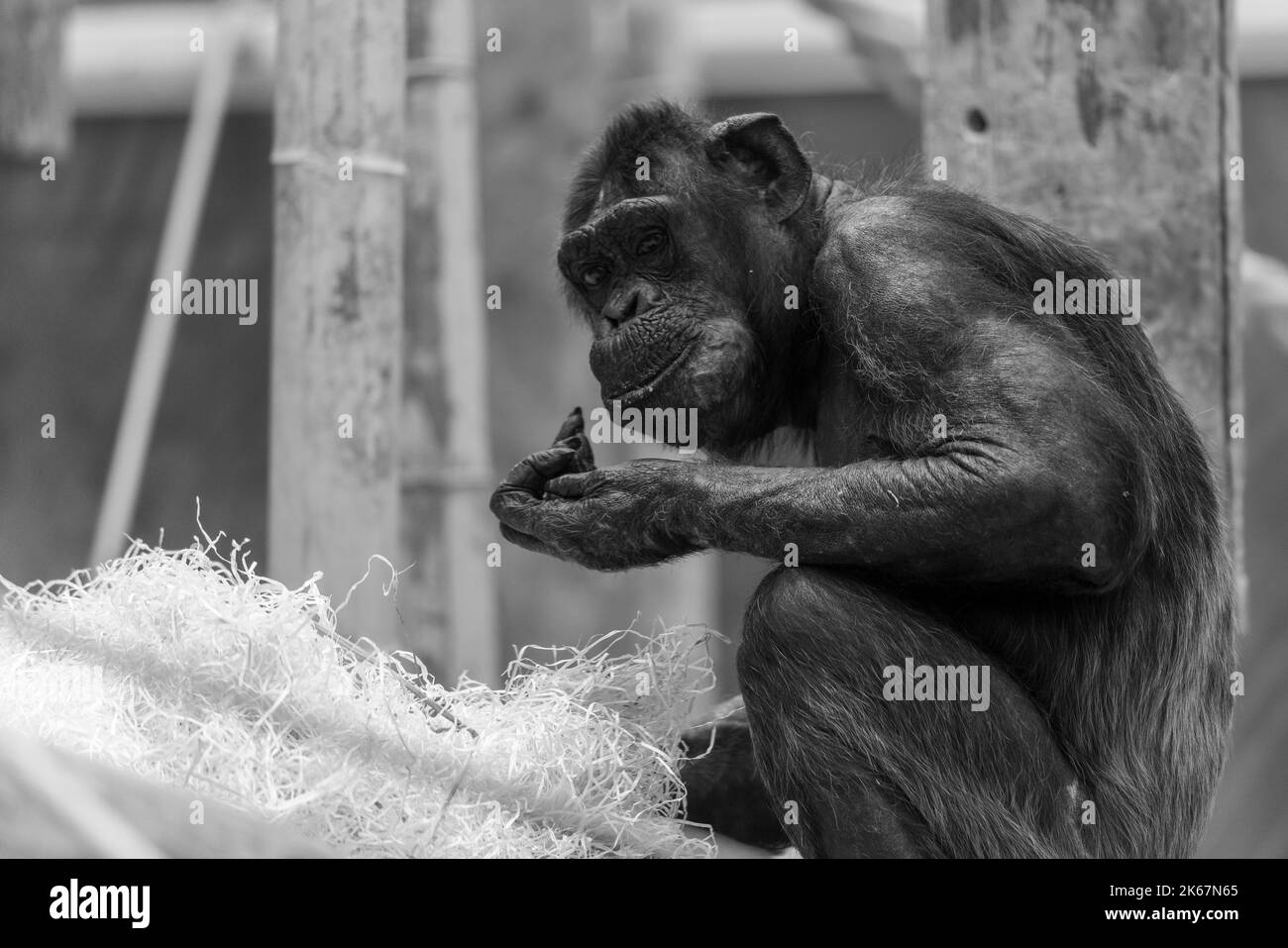 A grayscale closeup of an eating chimpanzee Stock Photo - Alamy