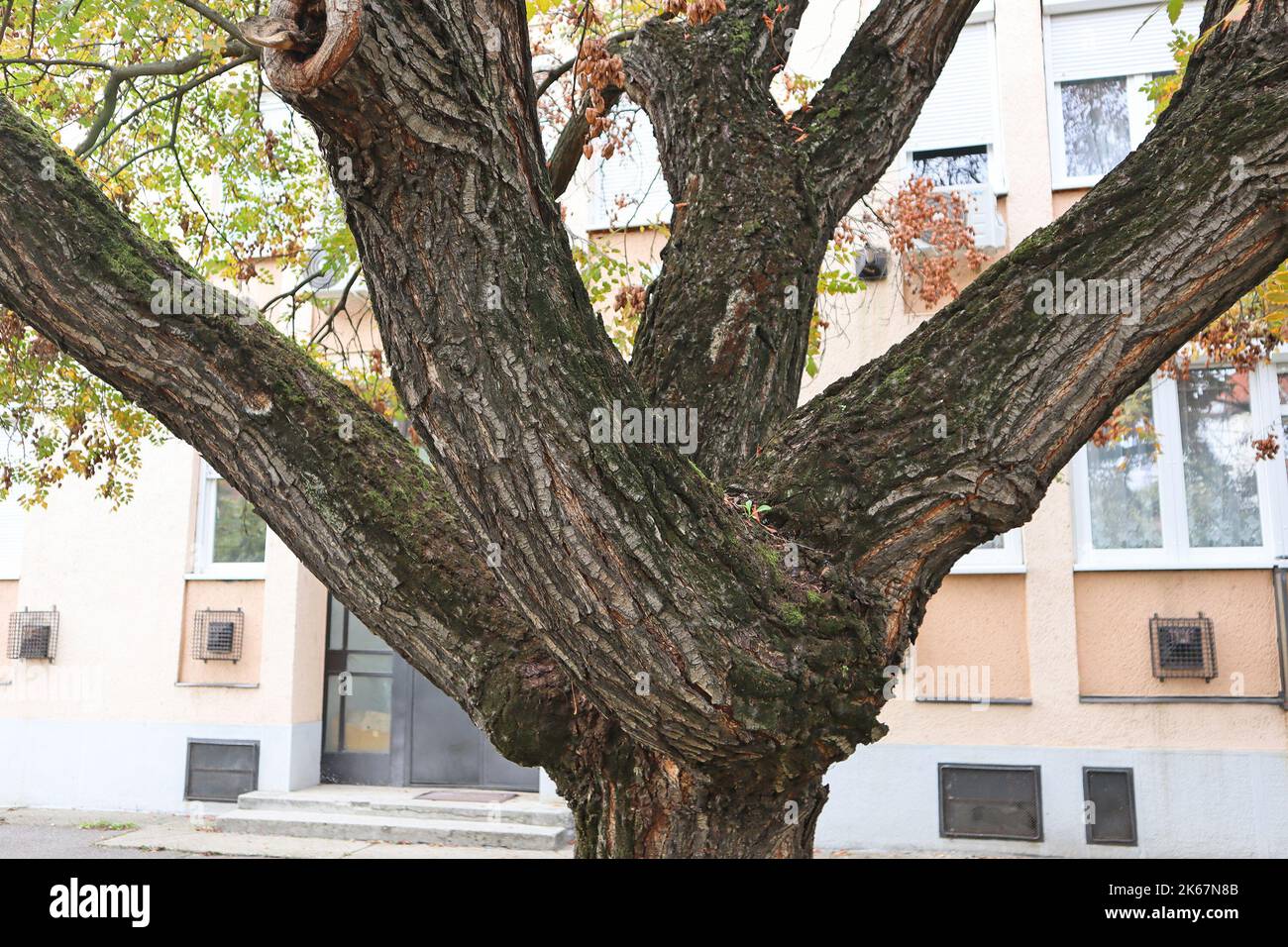 Large old oak tree trunk in front of an apartment building Stock Photo ...
