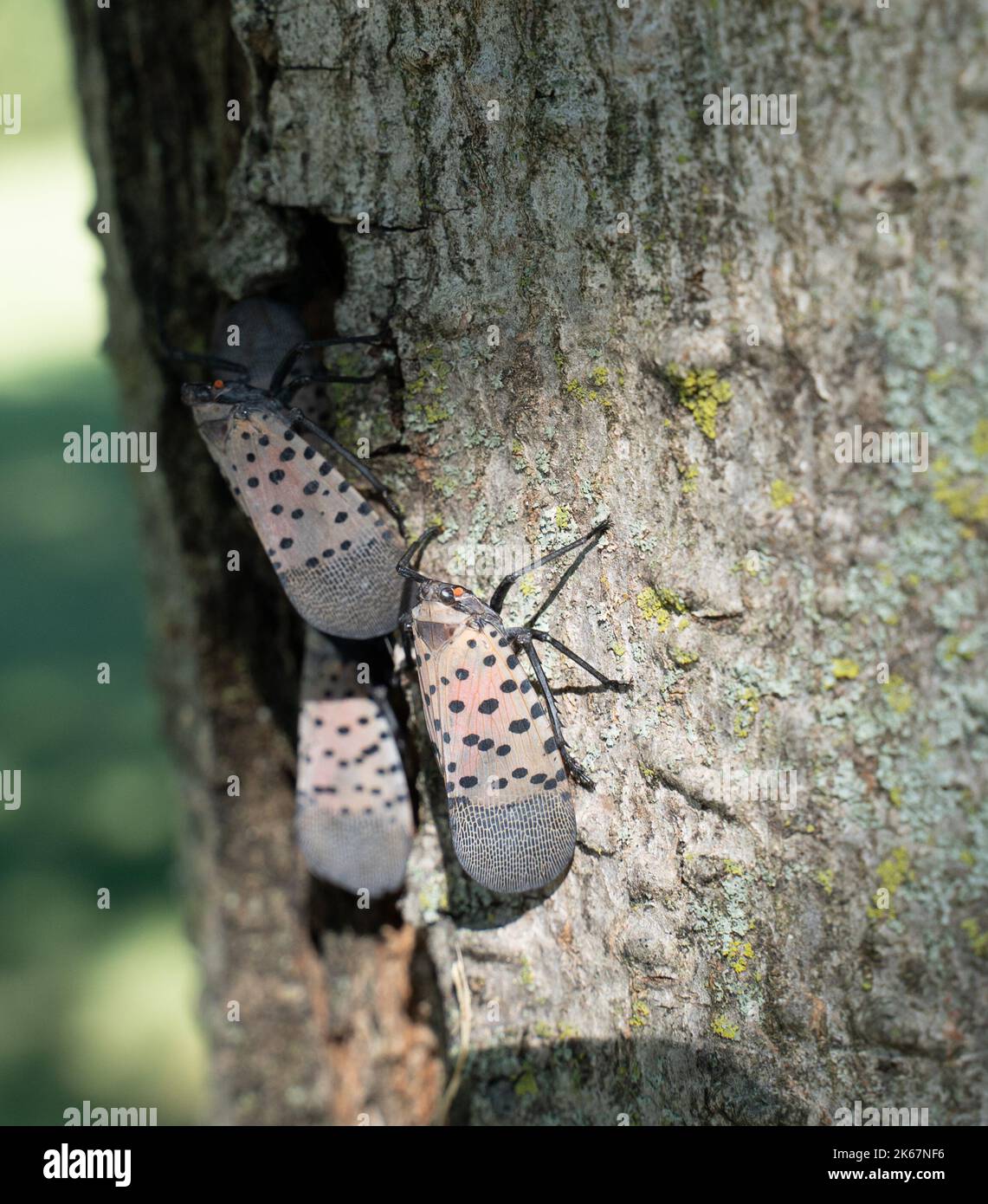 Lanternflies in pennsylvania hi-res stock photography and images - Alamy