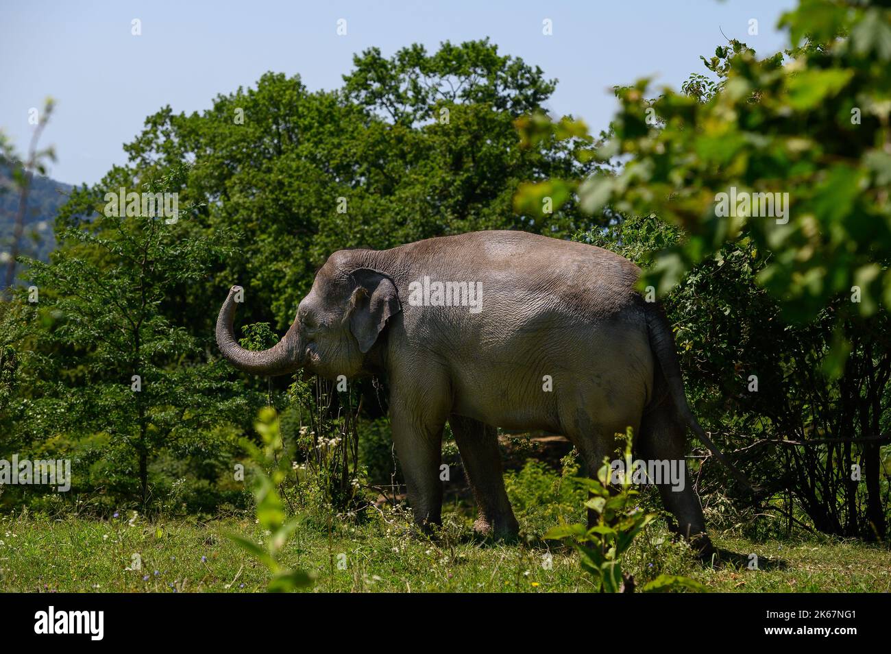 An Asian elephant stands alone among the trees on a clear sunny day ...
