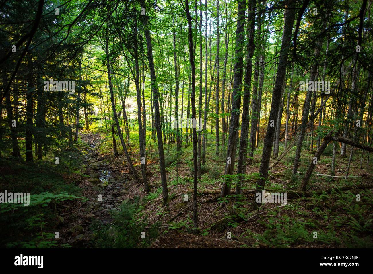 A hiking track with tall trees in the forest Stock Photo - Alamy