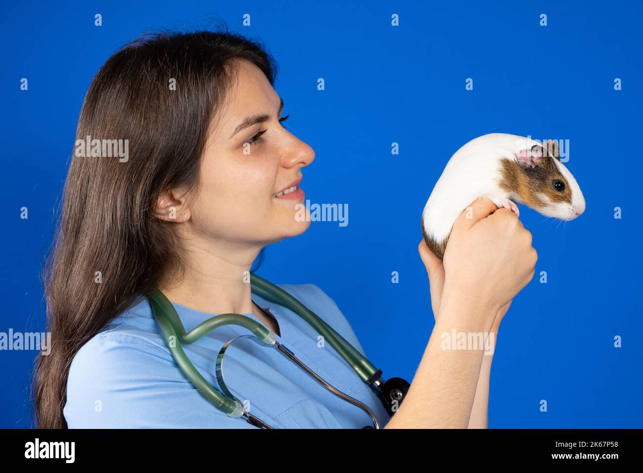 A small guinea pig in the hands of a veterinarian on a blue background ...
