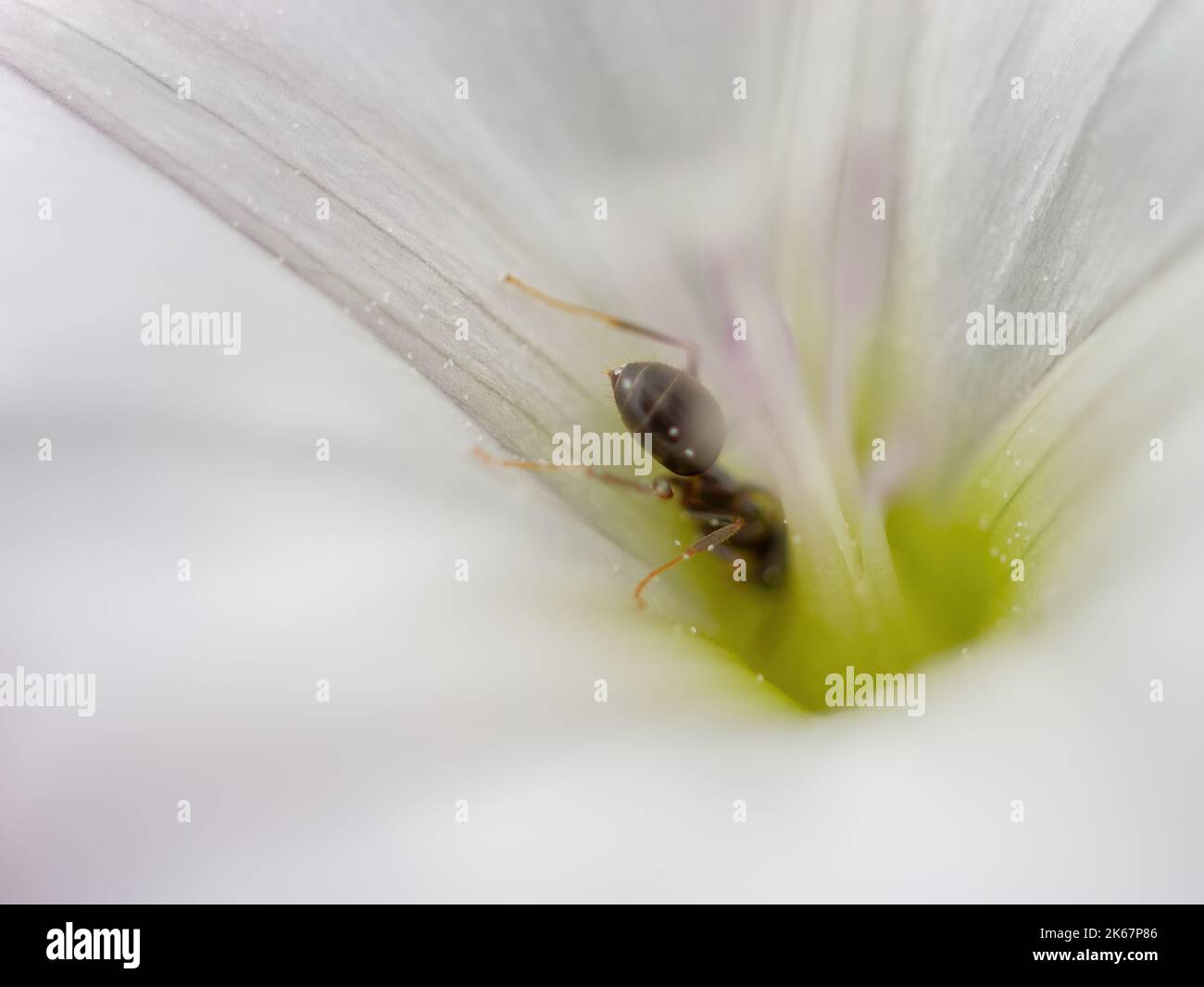 A close-up shot of an ant on a white calla in a blur Stock Photo - Alamy