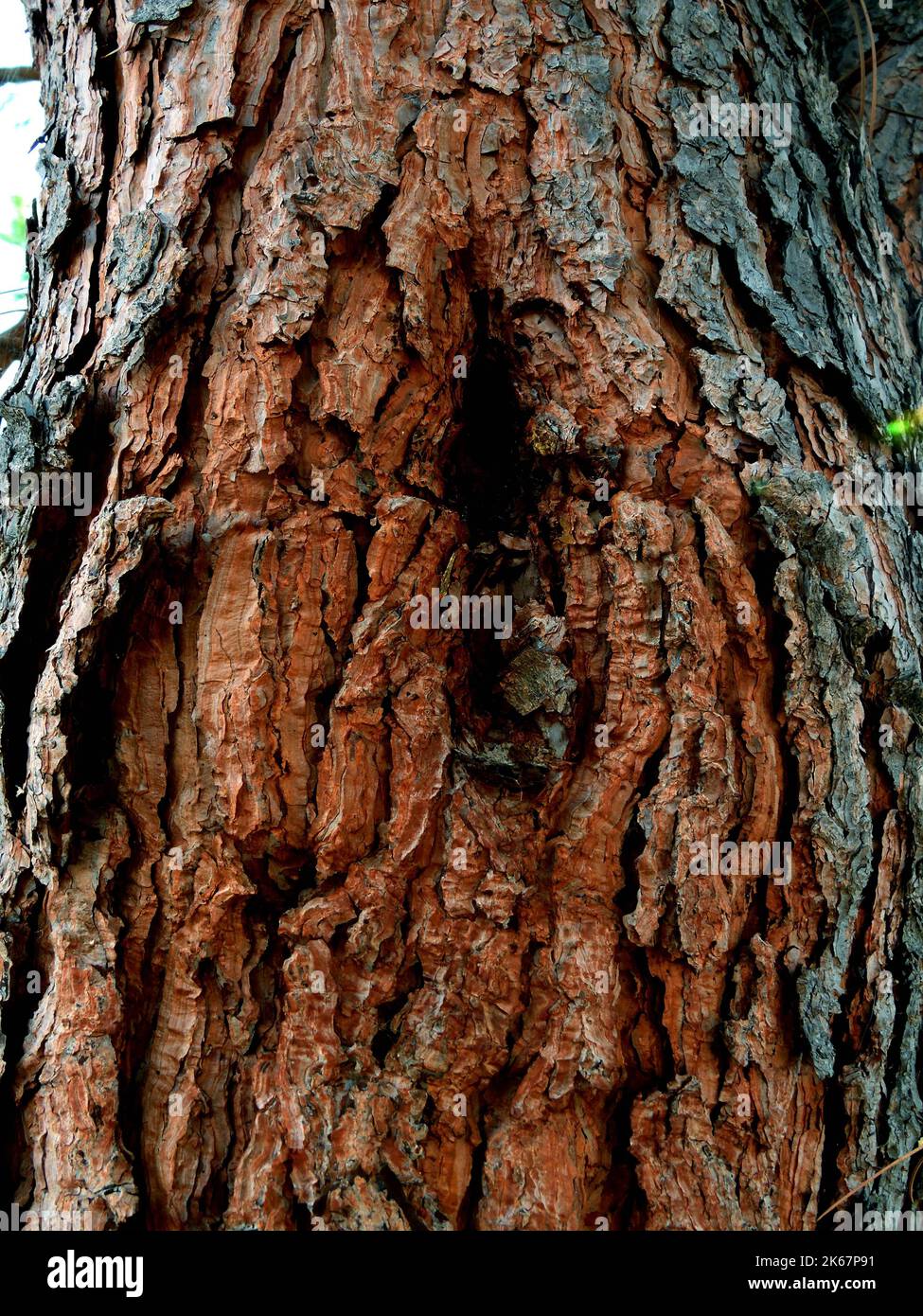 A vertical close-up shot of a tree trunk hole Stock Photo - Alamy