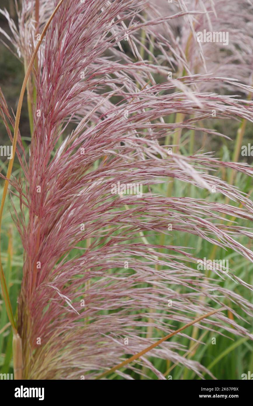 A close up of wild Pampas grass in nature Stock Photo - Alamy