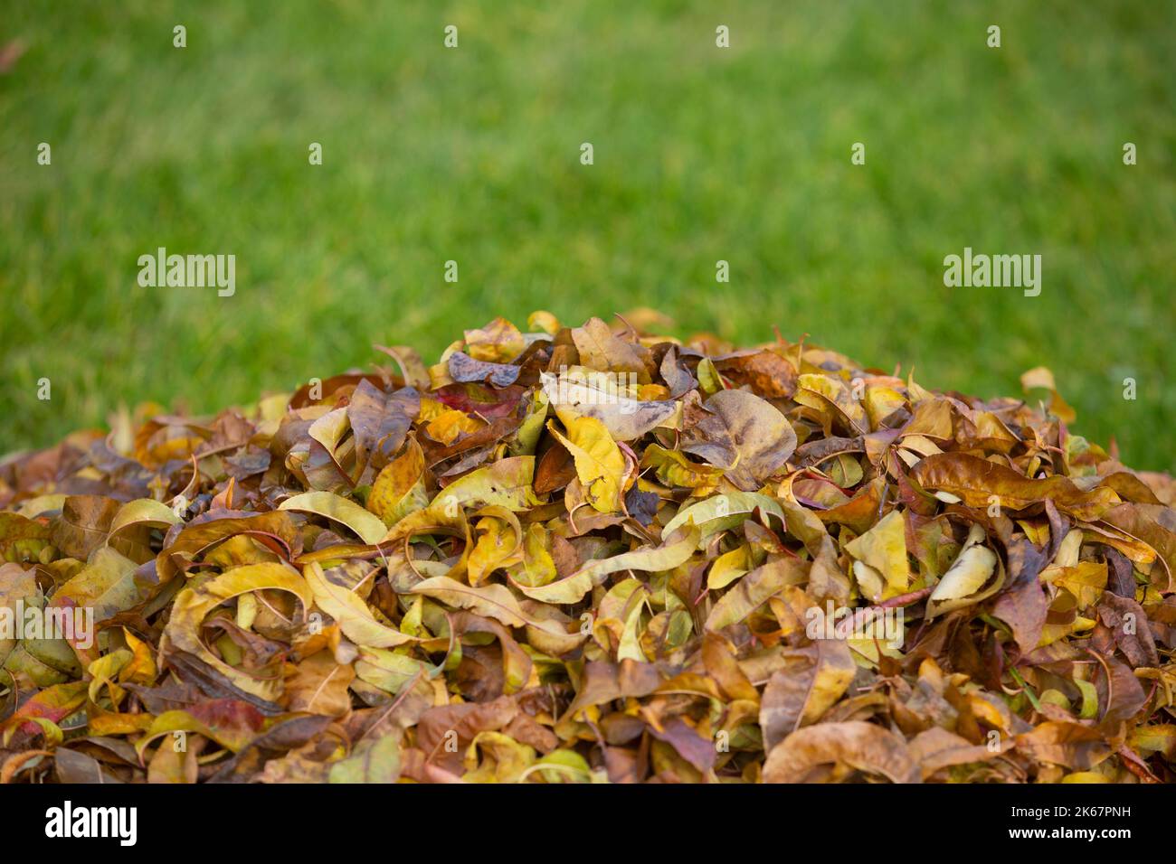 Pile of autumn leaves hi-res stock photography and images - Alamy