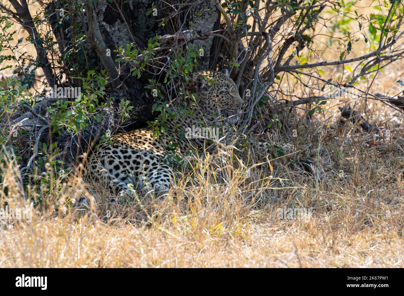 900 leopards and 300 cheetahs are part of this magnificent ecosystem ...