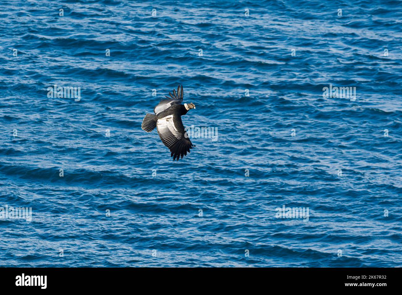 Andean Condor ,Torres del Paine National Park, Patagonia, Chile Stock ...