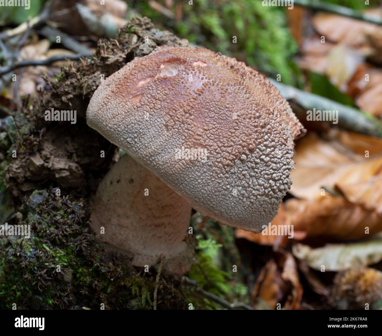 Blusher Mushroom - Amanita. A. rubescens Stock Photo - Alamy