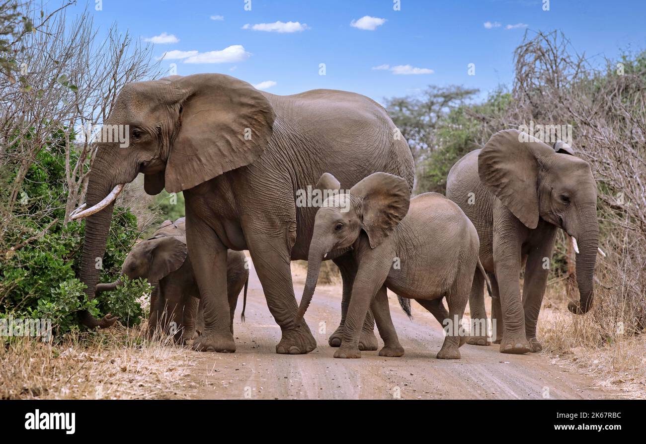 South africa nationalpark hi-res stock photography and images - Alamy