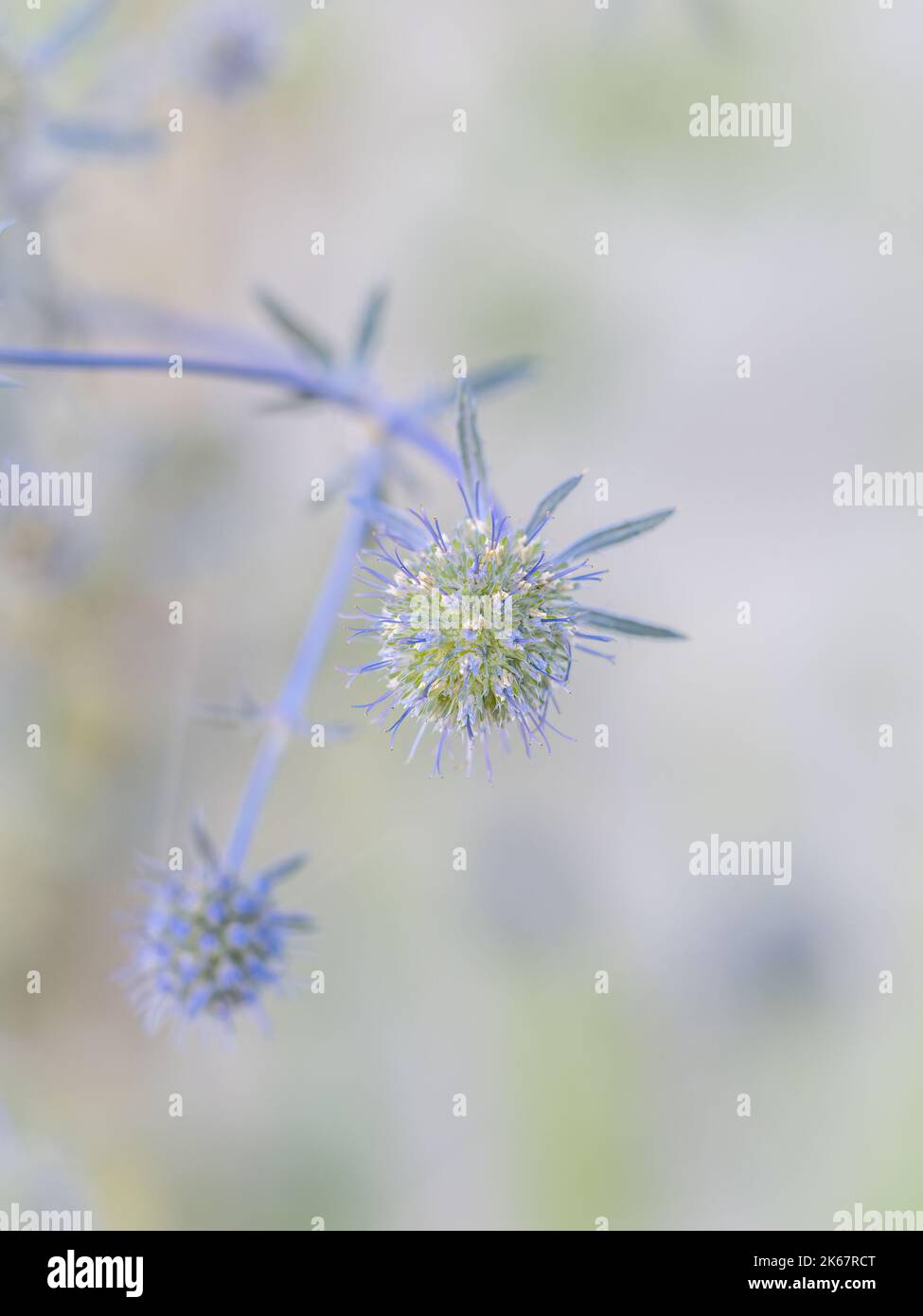 Blue flowers background hi-res stock photography and images - Alamy