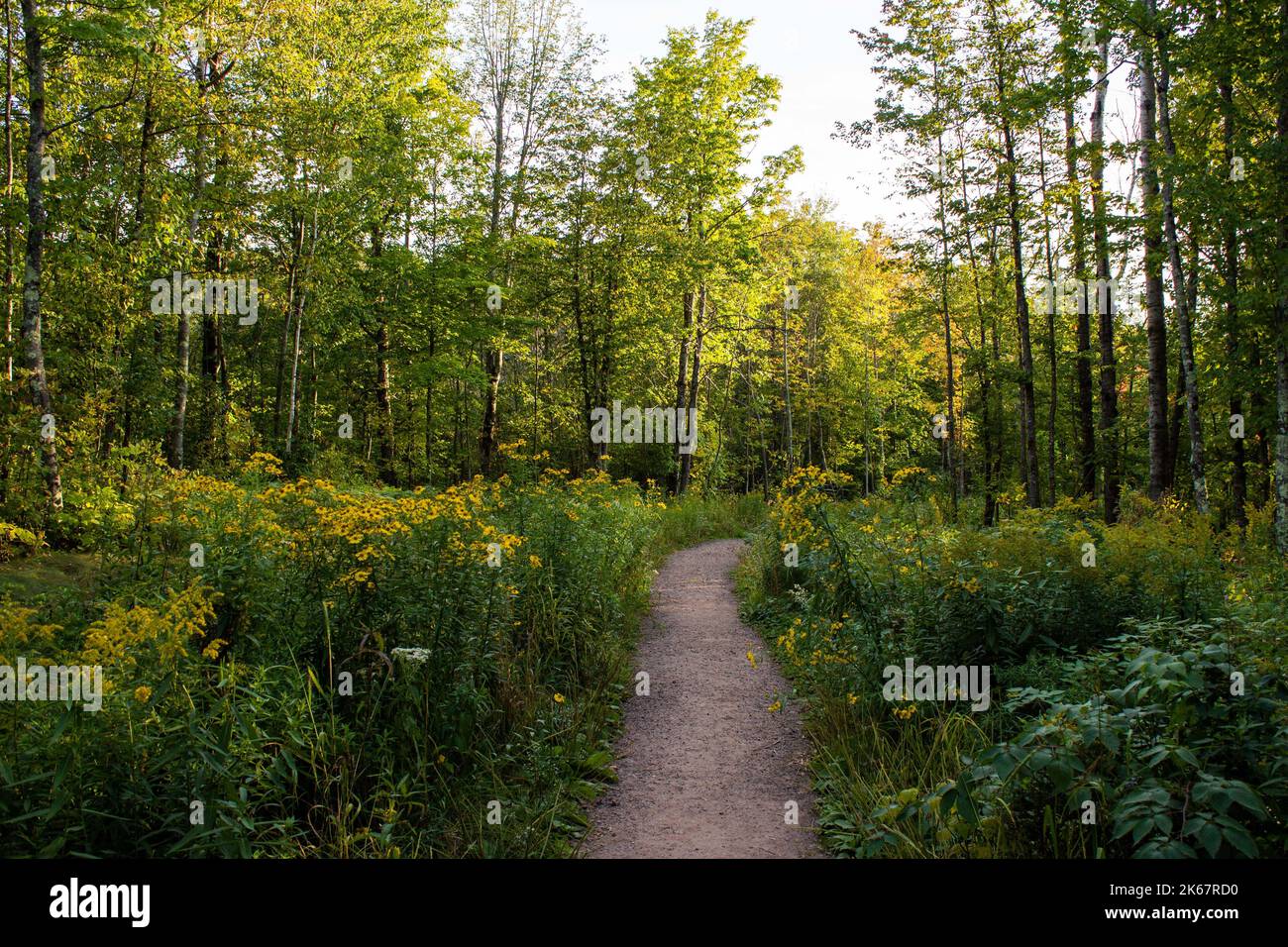 The Northwood Wisconsin forest service trail Stock Photo - Alamy