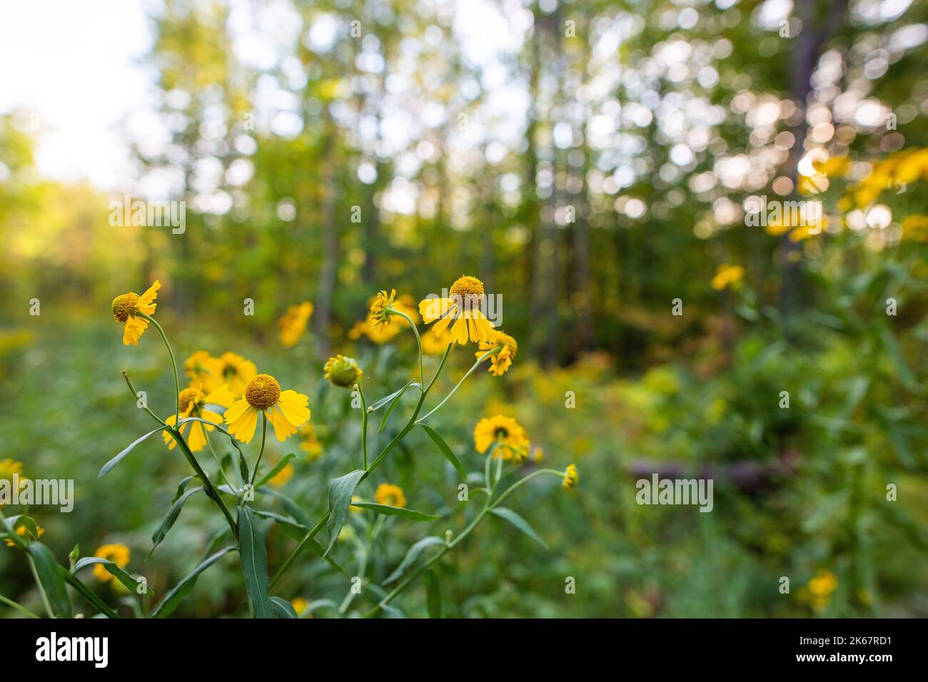 A wild sunflower in the forest Stock Photo - Alamy