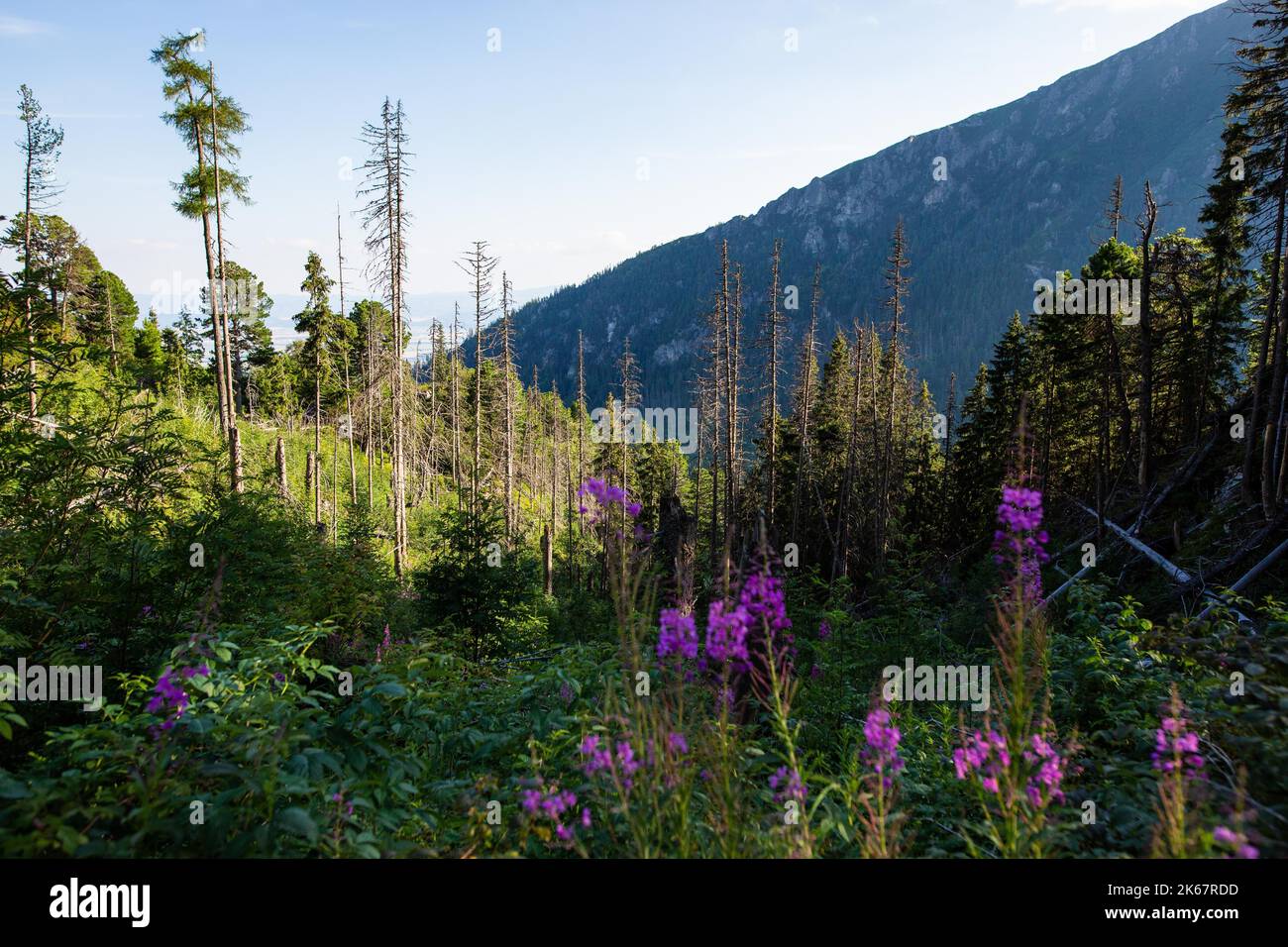 The Velka Studena dolina valley in Slovakia with purple flowers Stock ...