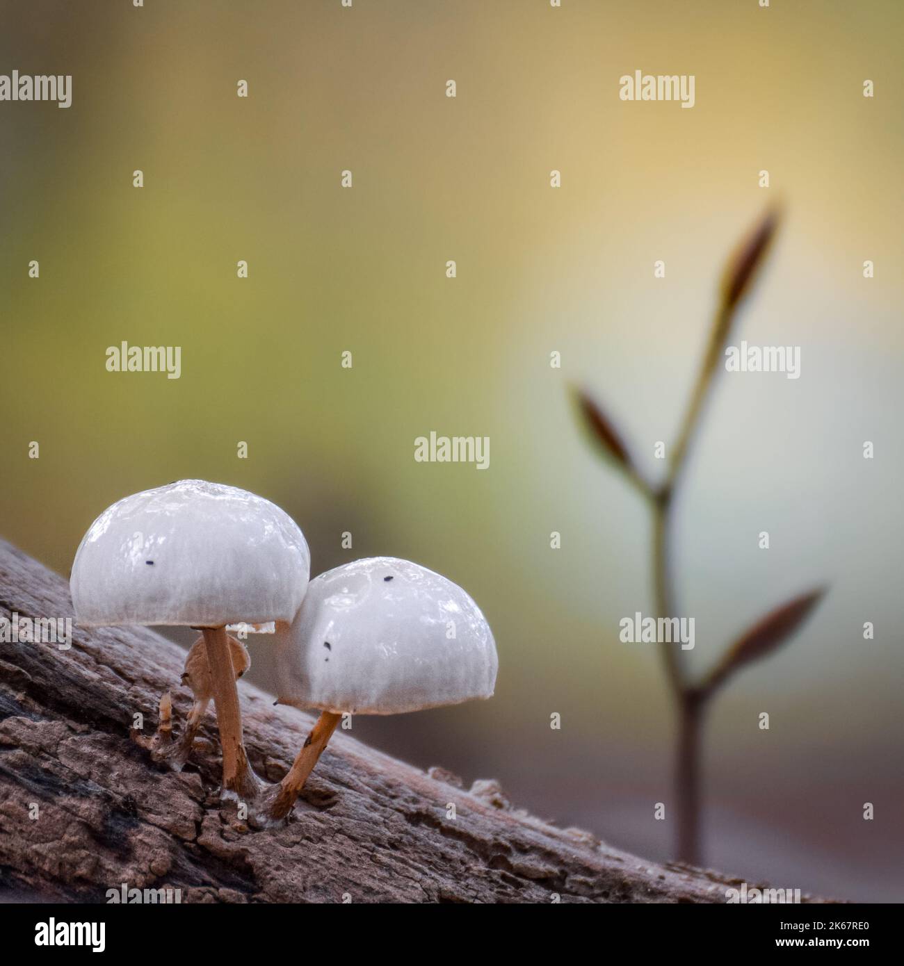 Mushroom close-up with a bokeh background and autumn colors Stock Photo ...