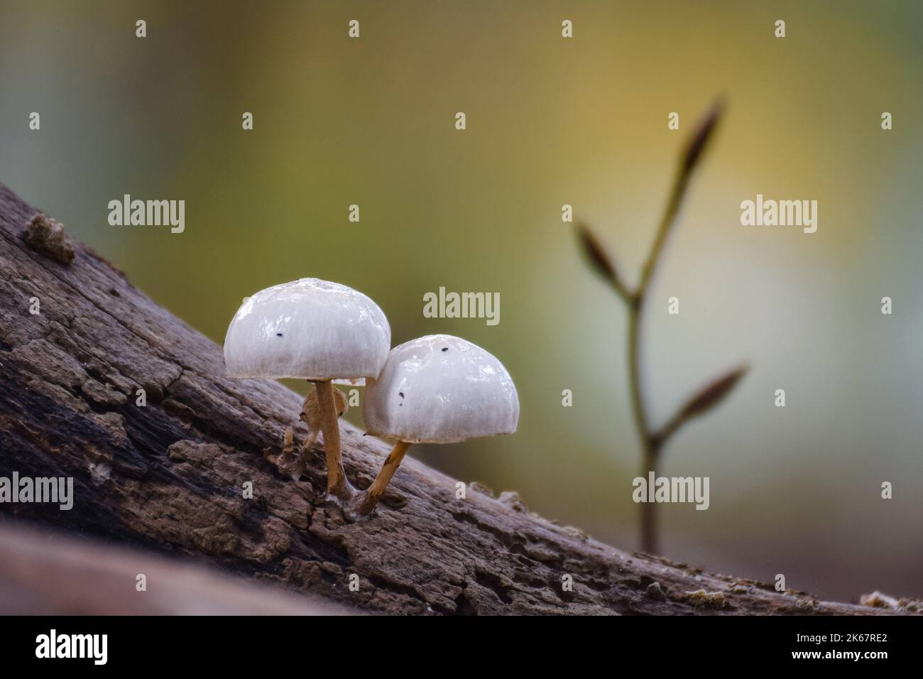 Mushroom close-up with a bokeh background and autumn colors Stock Photo ...