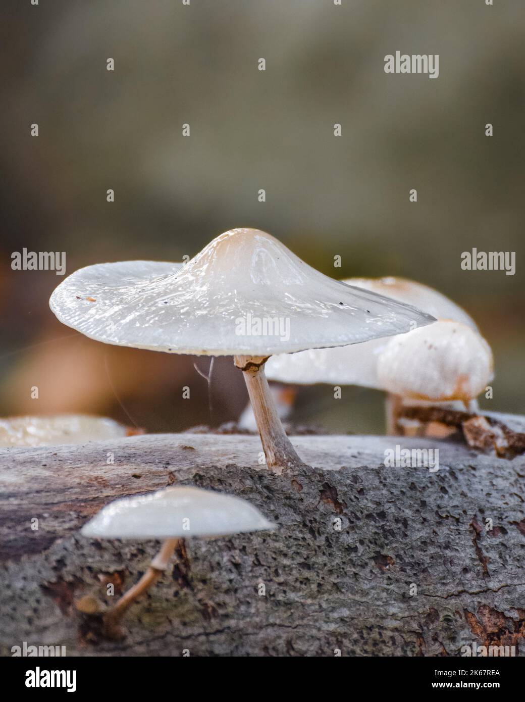 Mushroom close-up with a bokeh background and autumn colors Stock Photo ...