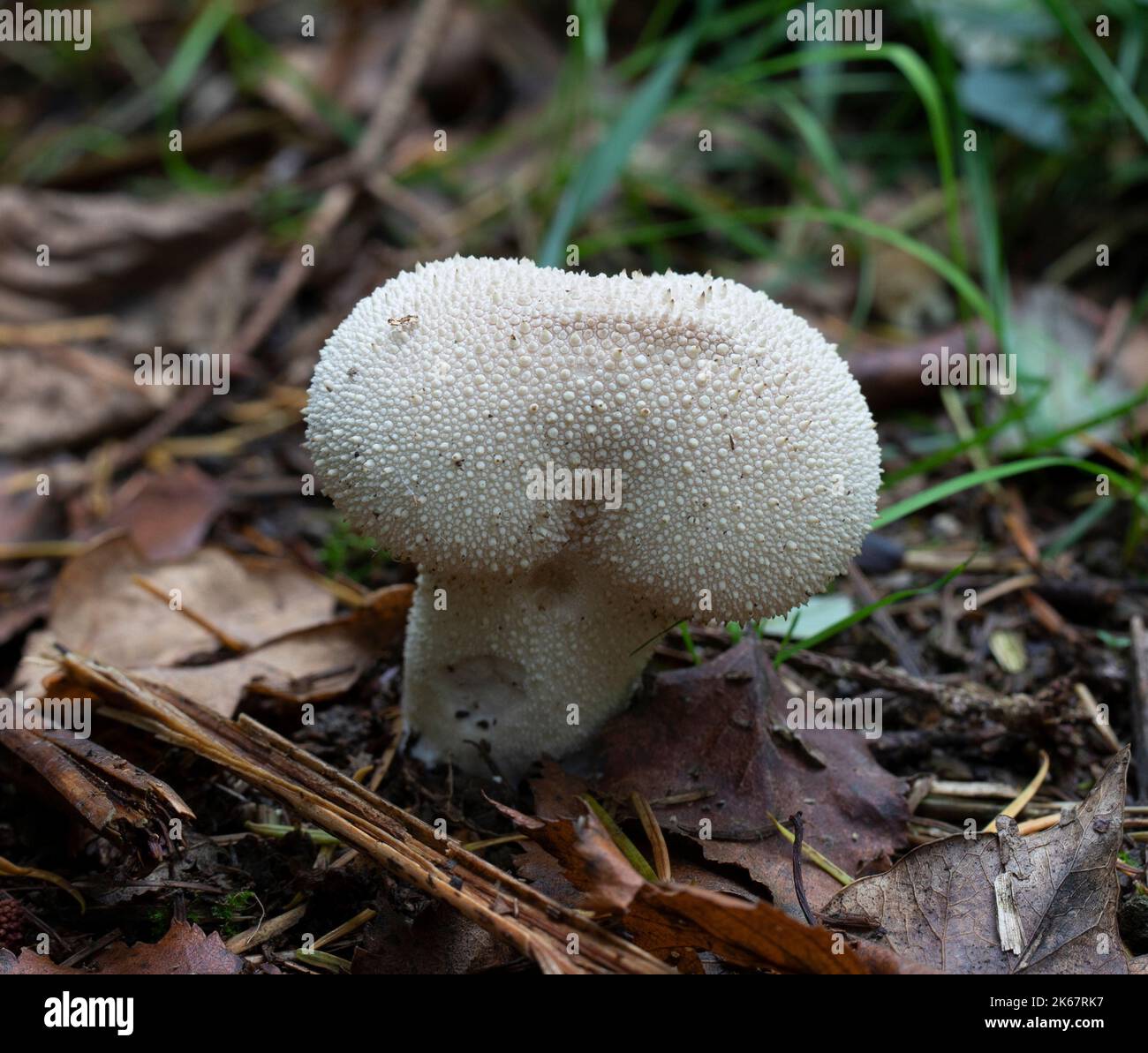 Common Puffball - Lycoperdon perlatum Stock Photo - Alamy